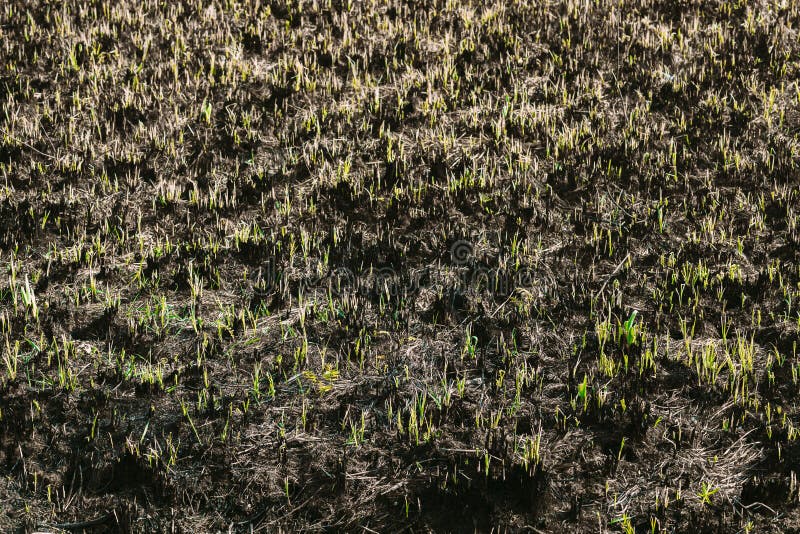 Fresh Sprouts of Grass Make Their Way through Land Scorched by Wild ...
