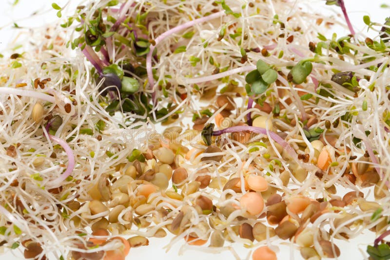 Fresh sprouts stock image. Image of food, abstract, healthy - 35093077
