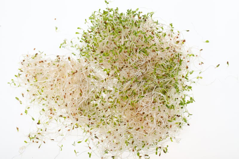 Germinated Seeds of Cress, Radish, Wheat Stock Photo - Image of fresh ...