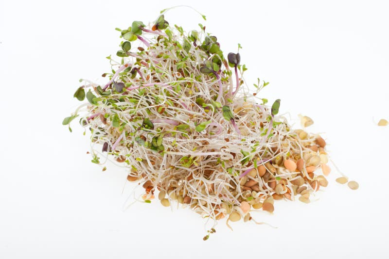 Fresh sprouts stock photo. Image of abstract, harvest - 37484748