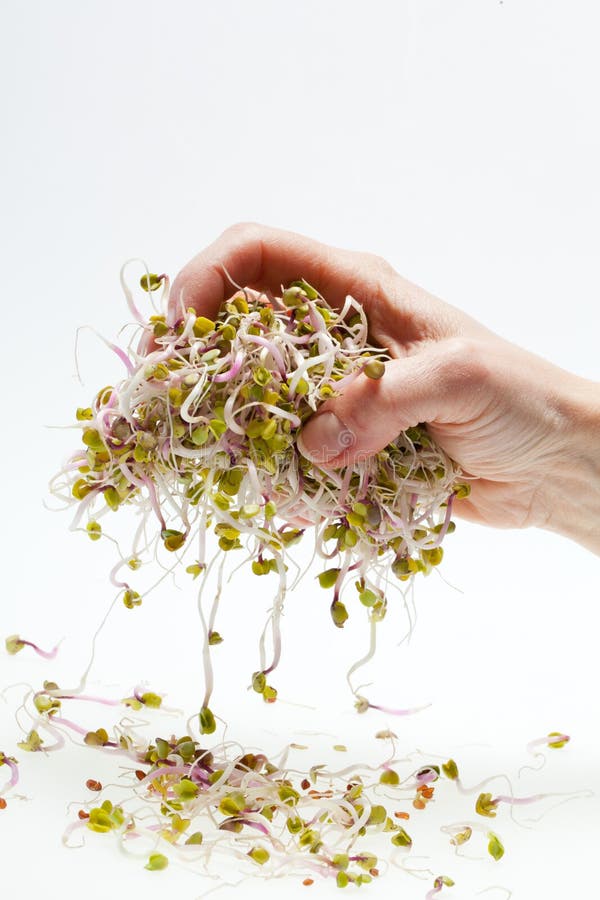 Fresh sprouts stock photo. Image of grain, agriculture - 30374696