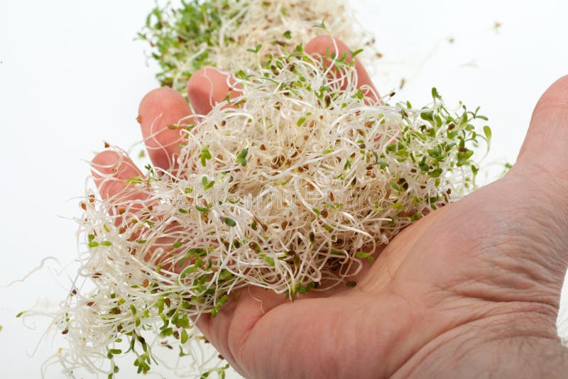 Fresh sprouts stock image. Image of germinate, group - 32228319