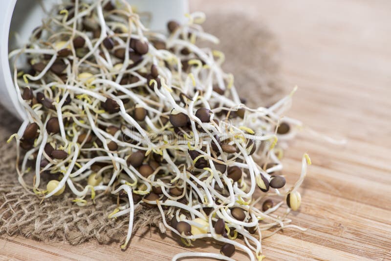 Fresh Sprouts stock image. Image of sprout, harvested - 30953403