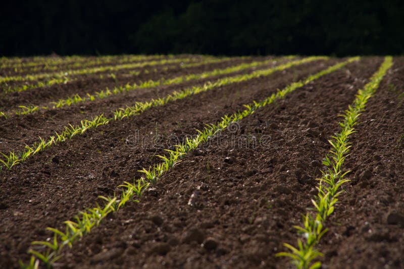 Fresh sprouts in spring stock photo. Image of spring - 19446250