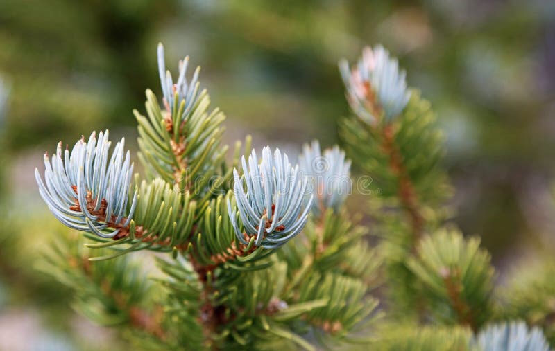 Fresh sprouts of spruce stock photo. Image of beauty - 79647910