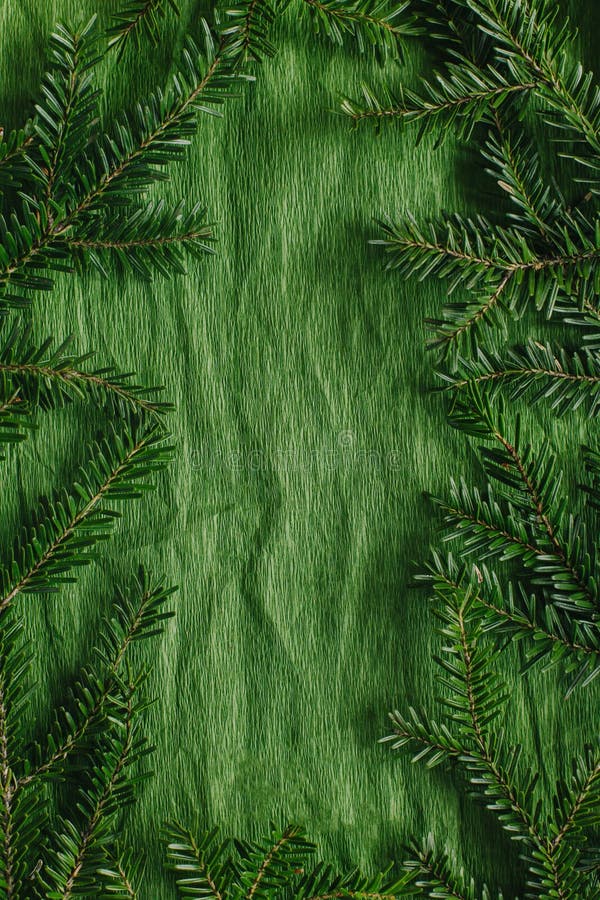 Fresh Spruce Branches on a Green Craft Paper Background Stock Photo ...