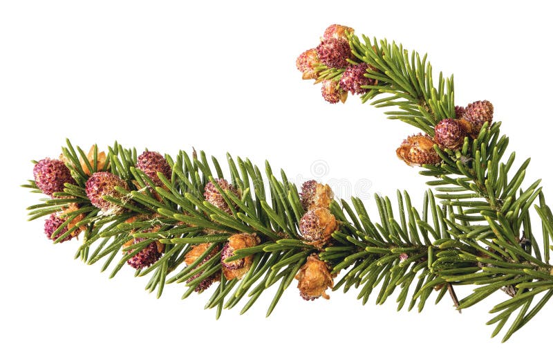 Fresh Spruce Buds Close Up on a White Background Stock Photo - Image of ...