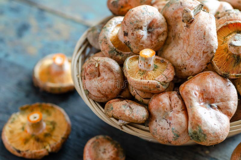 Fresh Spruce Milkcap Mushrooms Stock Image - Image of gourmet ...