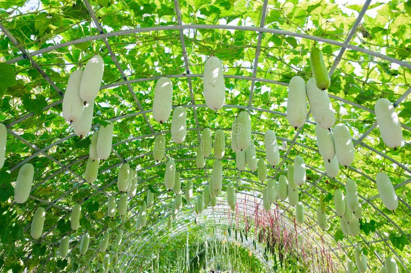 The Luffa Farm stock photo. Image of foliage, bamboo - 76924412