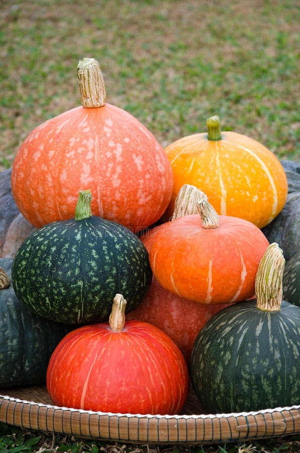 Fresh squash stock image. Image of fruit, crop, agriculture - 51669129