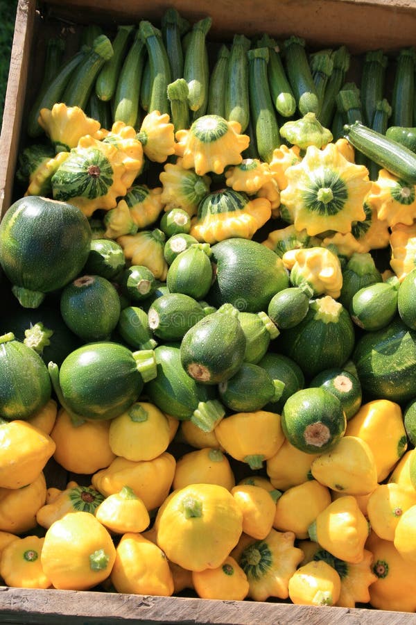 Fresh squash, mixed stock photo. Image of yellow, variety - 6166428