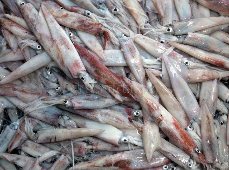 Fresh squid stock photo. Image of market, fresh, full - 20823752