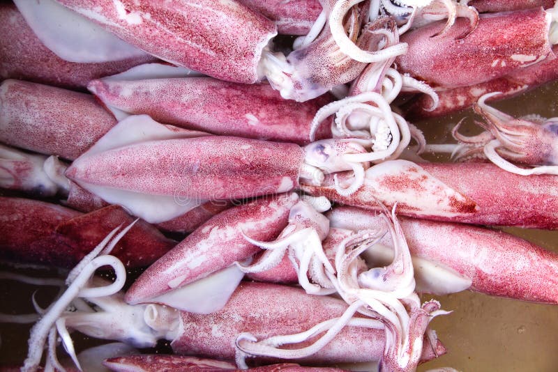 Fresh squid stock photo. Image of invertebrate, group - 22175890