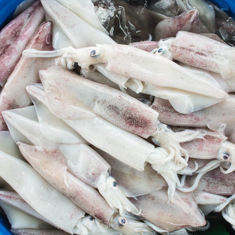 Fresh Squid stock photo. Image of asia, market, nutrition - 24681198