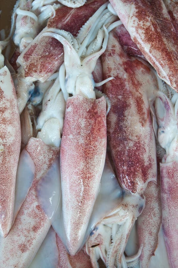 Fresh squid stock image. Image of cook, dinner, fish - 26542539