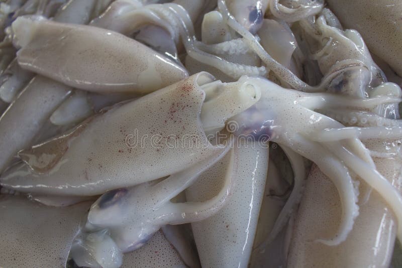 Fresh Squid Calamari stock image. Image of animal, sepia - 40745311