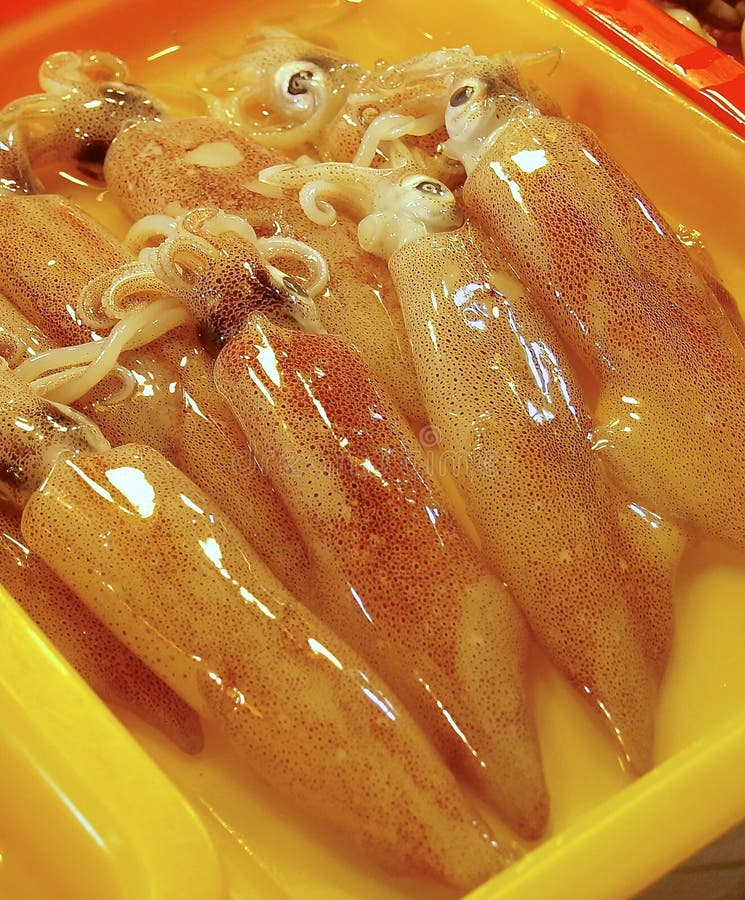 Fresh squid closeup stock photo. Image of fruit, dead - 42883632
