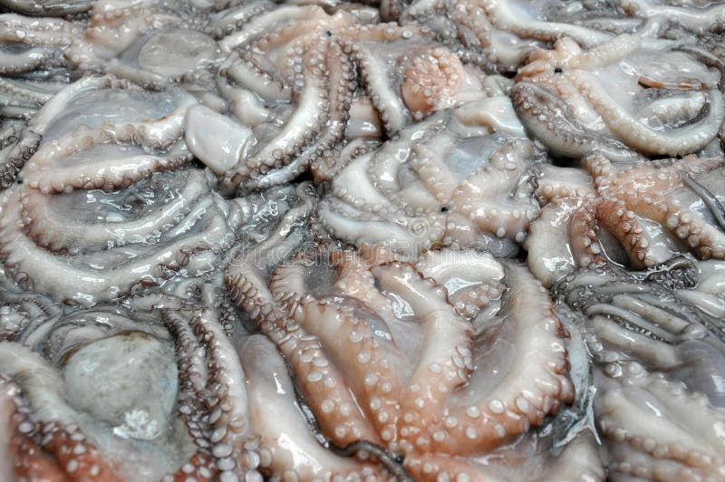 Fresh squid stock photo. Image of catch, closeup, cooking - 49266478