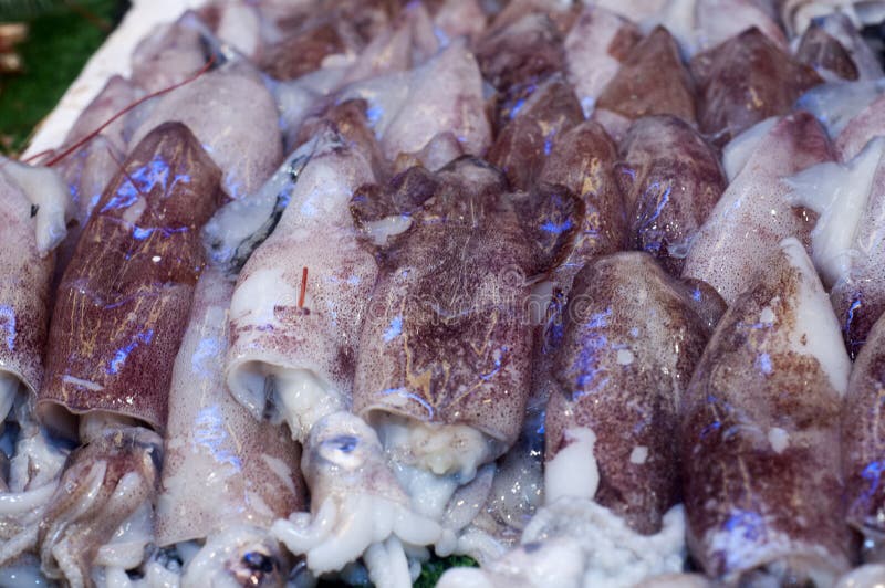 Fresh squid in fish market stock image. Image of display - 79966587
