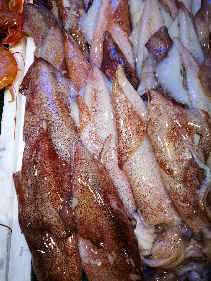 Fresh squid in fish market stock image. Image of display - 79966587