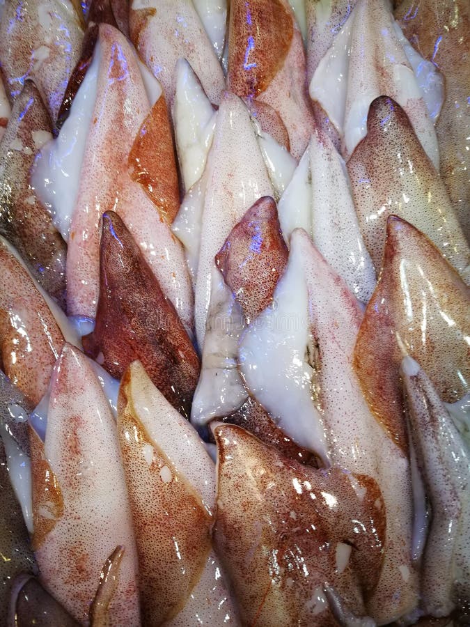 Fresh squid in fish market stock photo. Image of closeup - 91848732