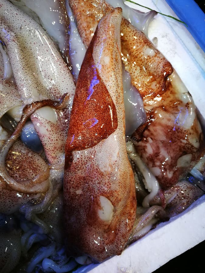 Fresh squid in fish market stock image. Image of display - 79966587