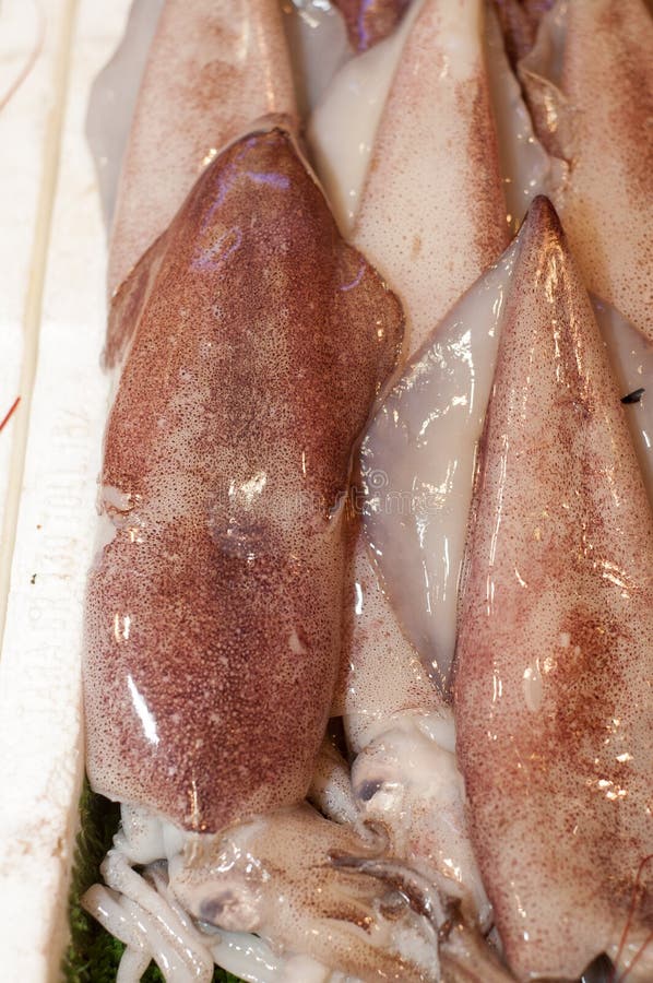 Fresh squid in fish market stock photo. Image of closeup - 91848732