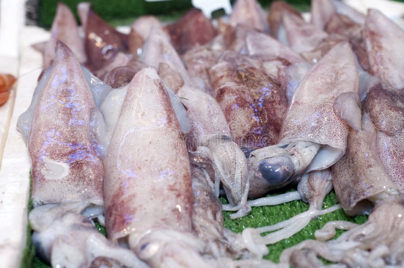 Fresh squid in fish market stock image. Image of display - 79966587