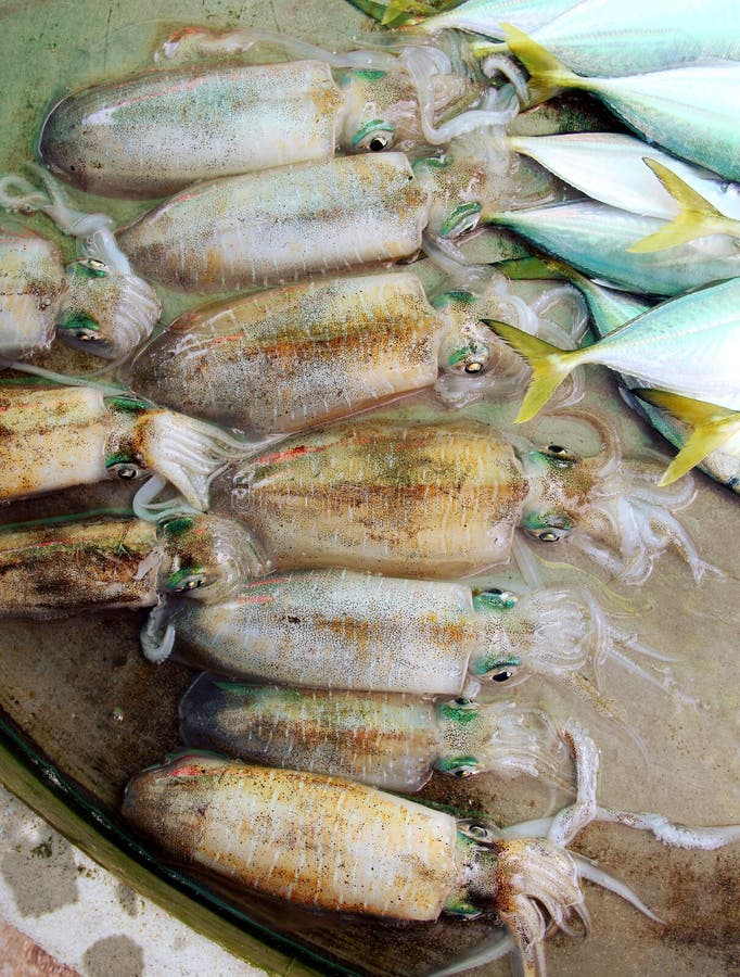 Fresh squid stock image. Image of tasty, natural, cook - 46418947