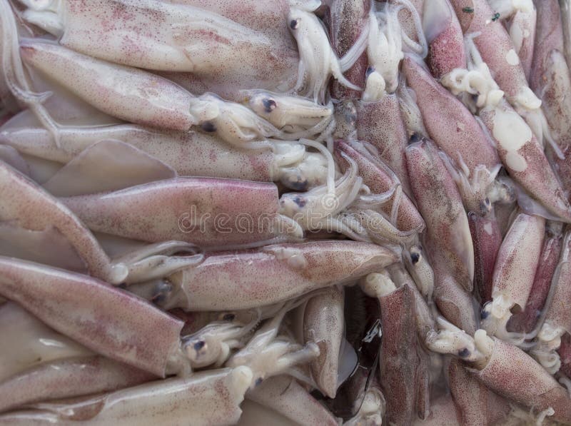 Fresh Squid at Fresh Market Stock Image - Image of cool, food: 61534925