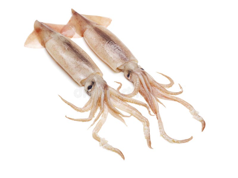Fresh squid stock image. Image of cuisine, invertebrate - 102859975