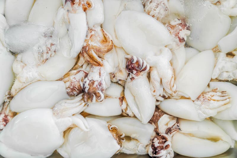 The Fresh squid on ice stock photo. Image of squid, eating - 102491634