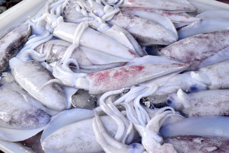Fresh squid on ice stock image. Image of eating, abundance - 52817179