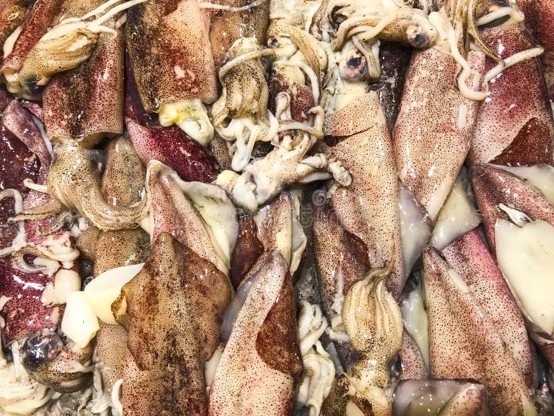 Fresh squid on ice stock photo. Image of closeup, kitchen - 129698274