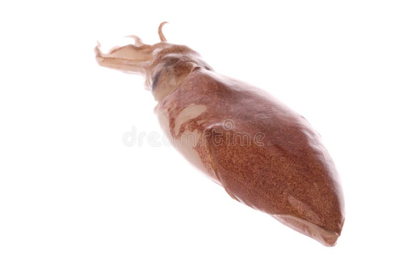 Fresh Squid stock image. Image of tentacles, seafood, catch - 5510203