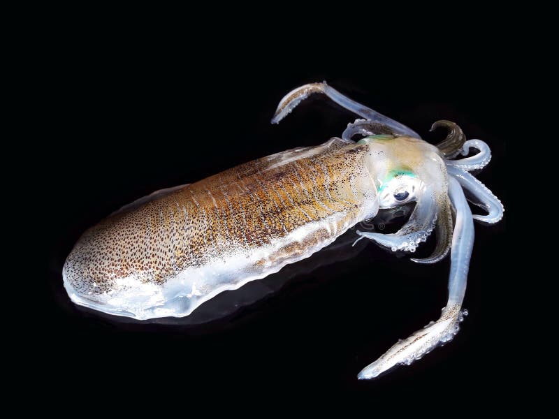 Fresh squid isolated stock photo. Image of isolated, fresh - 84097452