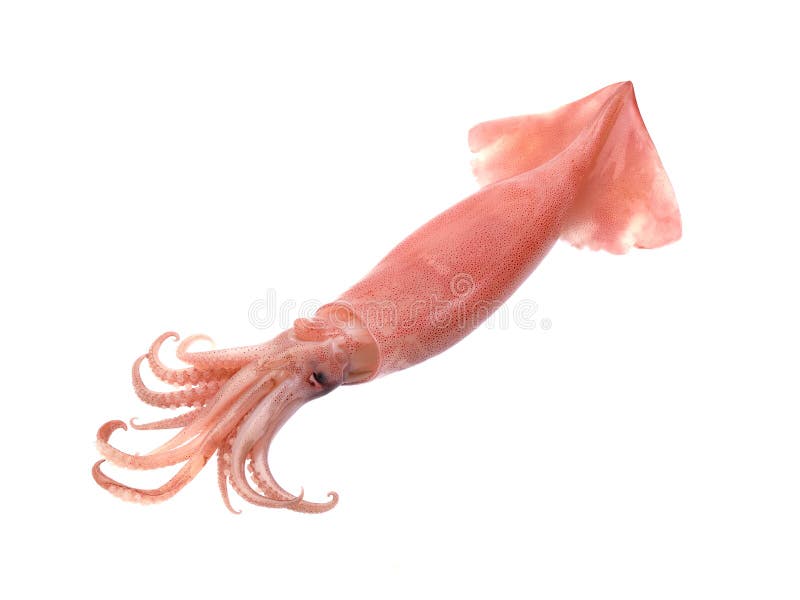 Fresh Squid Isolated on White Background Stock Image - Image of gourmet ...