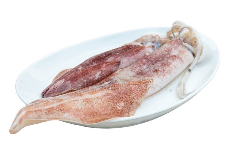 Fresh Squid stock photo. Image of mollusk, invertebrate - 58069996