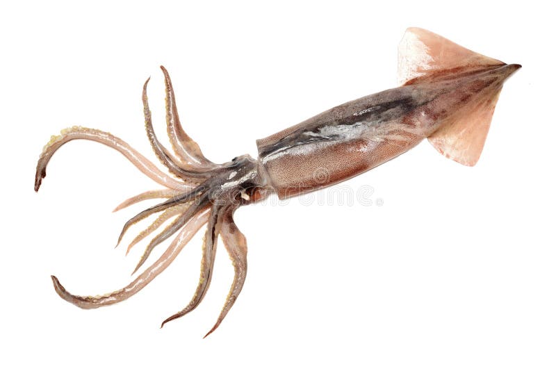 Fresh squid in fish market stock image. Image of display - 79966587