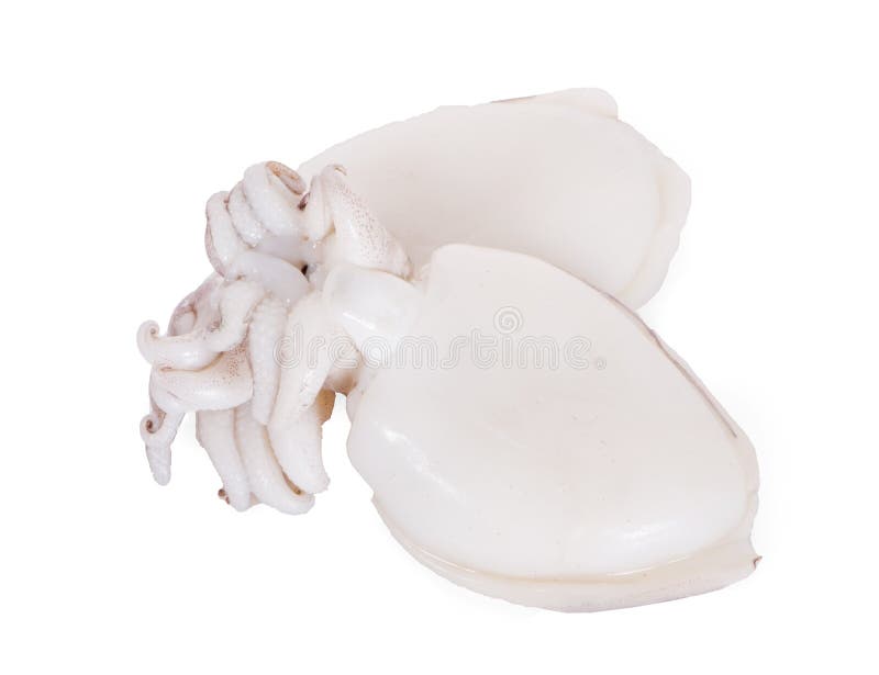 Fresh Squid on Isolated White Background with Clipping Path Stock Image ...