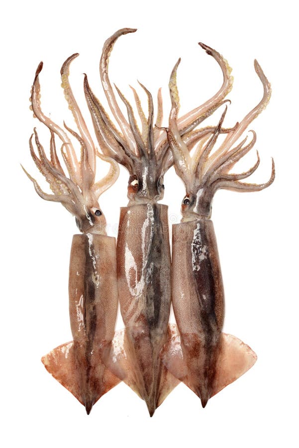 Fresh squid stock image. Image of cuisine, invertebrate - 102859975