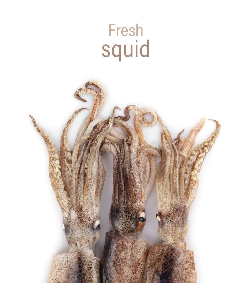 Fresh Squid Isolated on White Background, Squid Isolated on White Stock ...