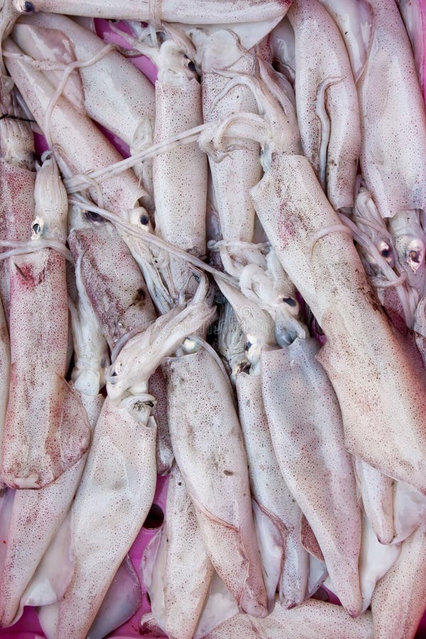 A Lot of Squid in Market,Squid is a Desert Animal,cooked and Dried Food ...