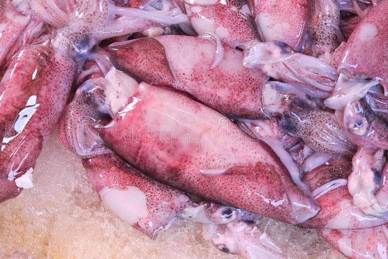 Fresh squid stock photo. Image of healthy, calamari, closeup - 33631818