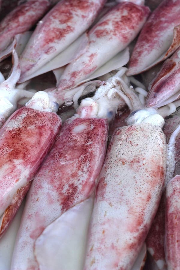 Fresh squid in the market. stock photo. Image of kitchen - 33813444