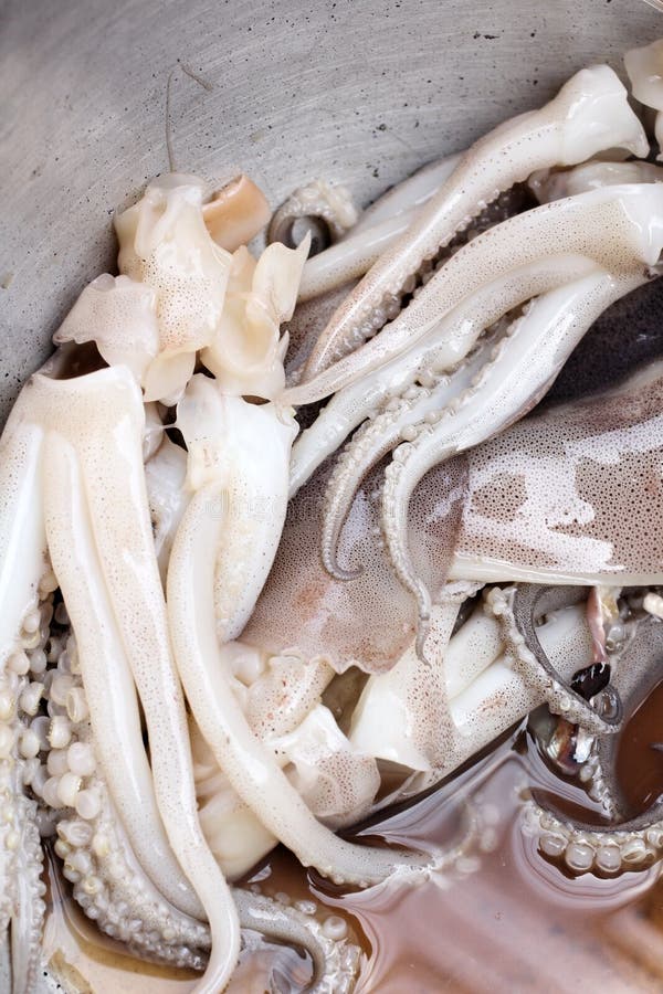 Fresh squid stock photo. Image of octopus, fresh, animal - 36511804