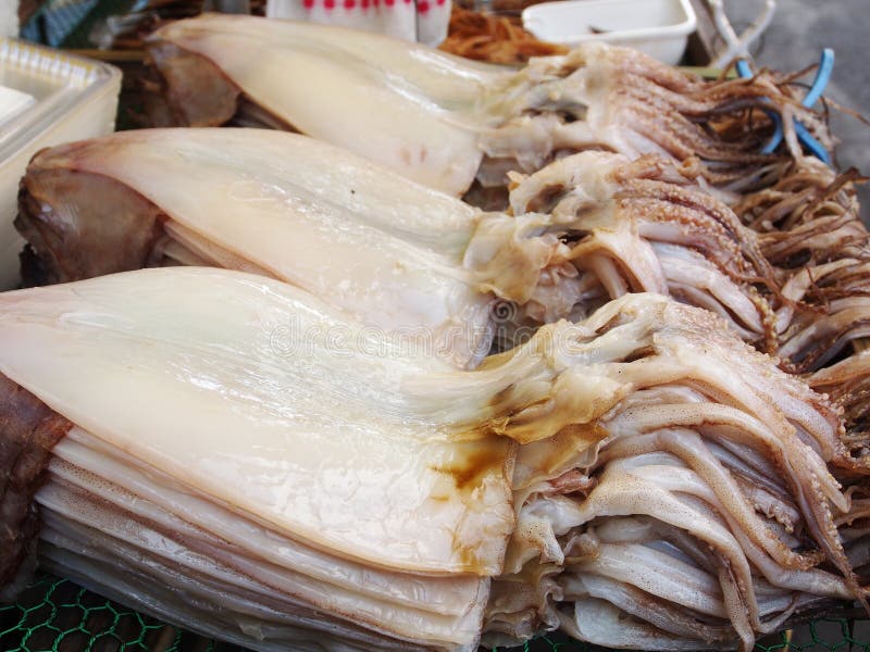 Fresh squid stock photo. Image of sell, commercial, closeup - 45707208