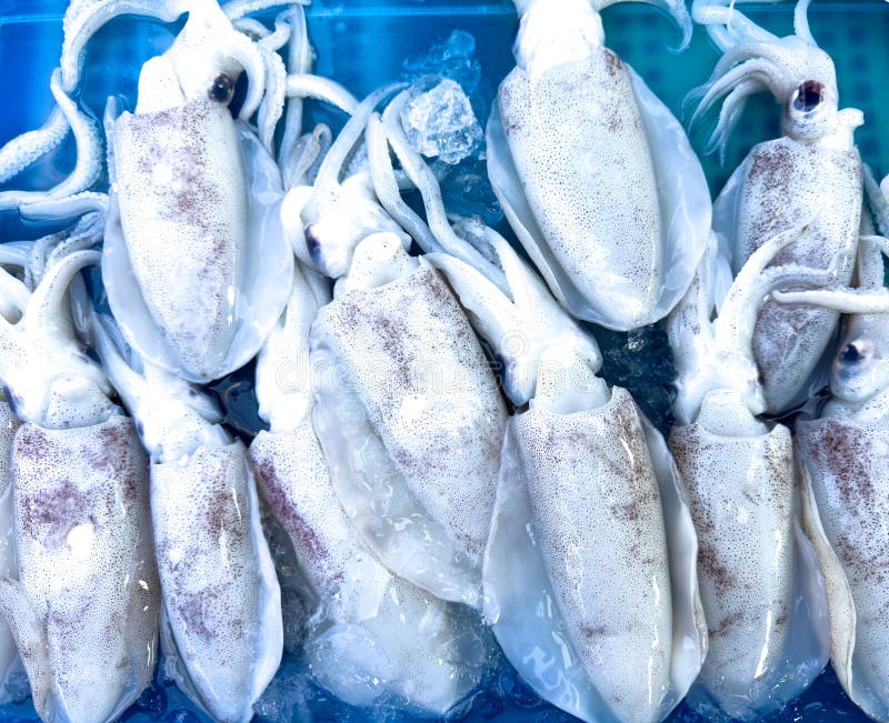 Fresh Squid on a Market Stall Stock Photo - Image of shrimp, seafood: 322972182