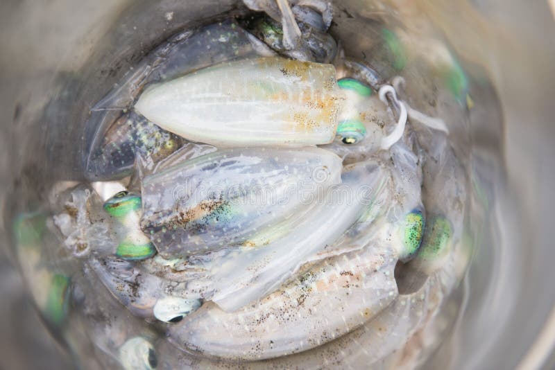 Fresh squid from the sea stock photo. Image of life, food - 61411166