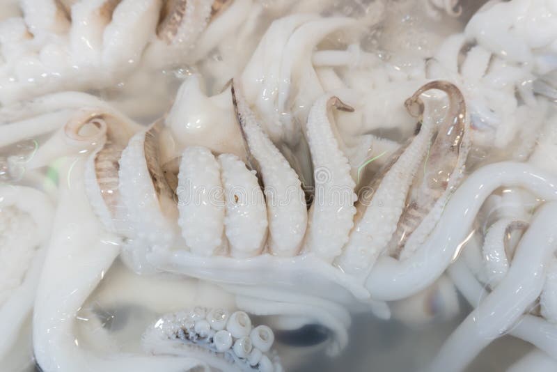 Fresh squid from fresh sea stock photo. Image of cuttlefish - 150513334